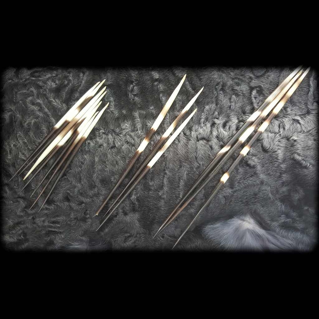 Porcupine Quills – Reliquary Arcanum